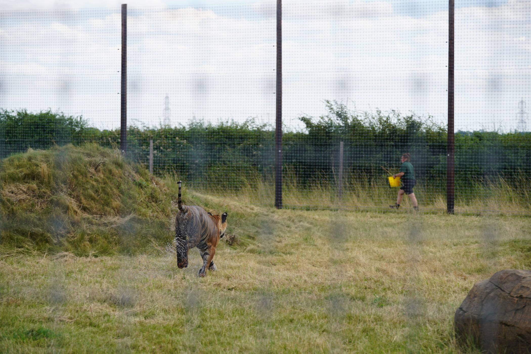 Global Tiger Day 2019 at Hamerton Zoo Park - Katzenworld