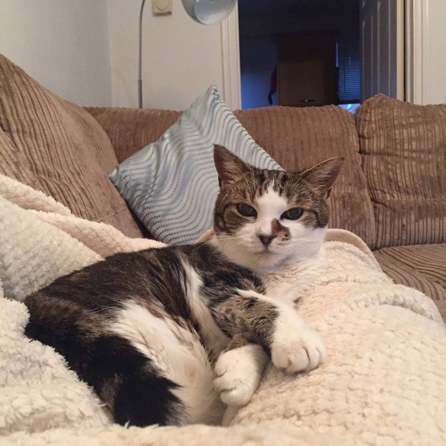 Feline Diabetes Katzenworld